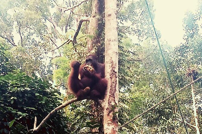 Rainforest Kayaking with Semenggoh Orangutan Center from Kuching - Why This Tour Offers Real Value
