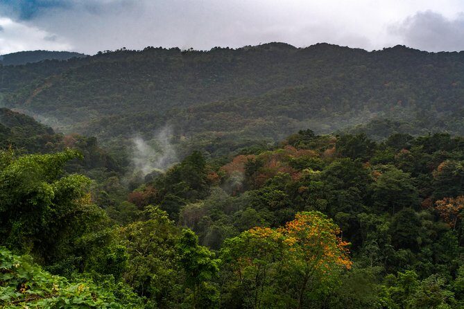 Rainforest Tour - Optional Stop: Argyle Waterfall