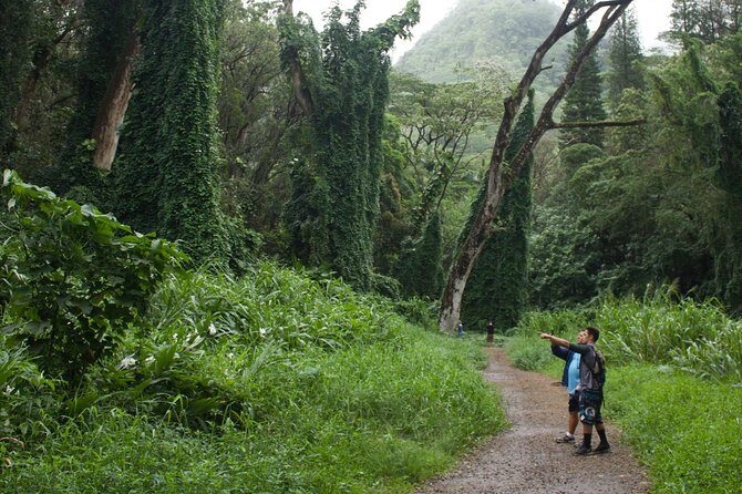 Rainforest Waterfall Trail and Shuttle Service - A Closer Look at the Itinerary