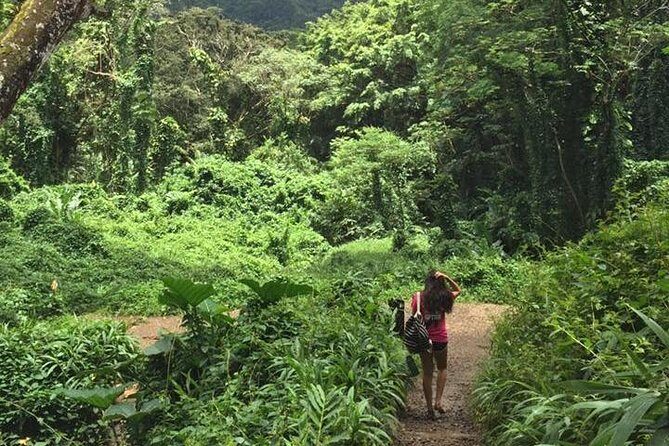 Rainforest Waterfall Trail and Shuttle Service - Authenticity and Review Insights