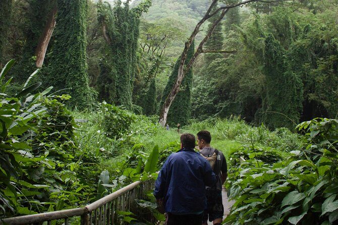 Rainforest Waterfall Trail and Shuttle Service - Who Will Love This Tour?