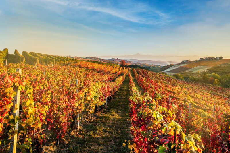 Raise a Glass: Exclusive Wine Experiences Near Orvieto - An In-Depth Look at the Experience
