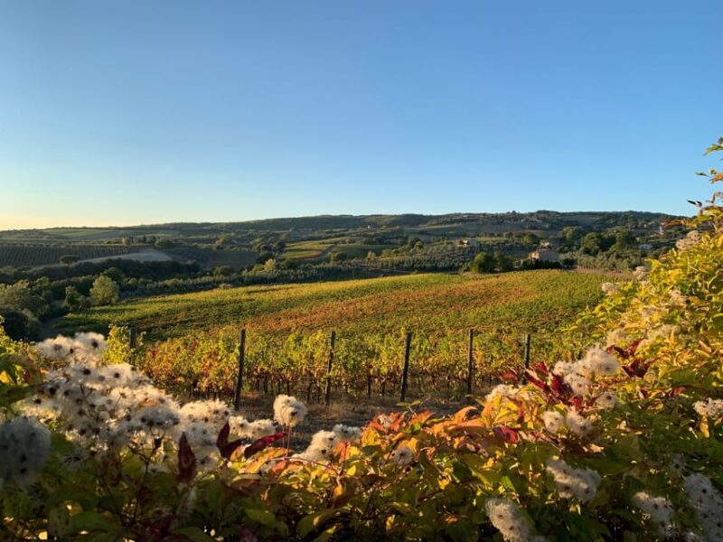 Raise a Glass: Exclusive Wine Experiences Near Orvieto - Authenticity and Real Traveler Feedback