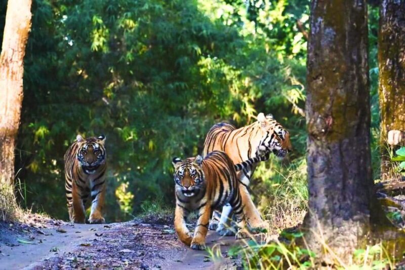 Rajasthan: Ranthambore National Park Private Jeep Safari - The Sum Up