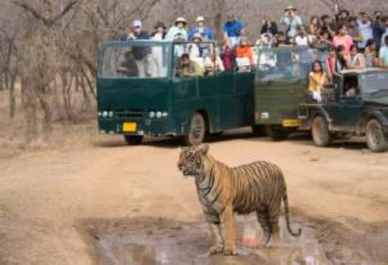Rajasthan: Ranthambore National Park Safari - Key Points