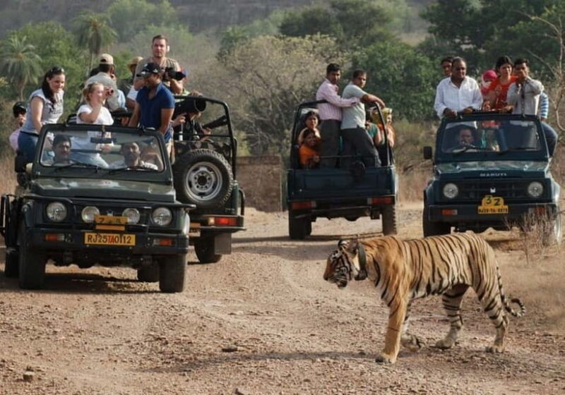 Rajasthan: Ranthambore National Park Safari - A Realistic Look at the Ranthambore Safari Experience