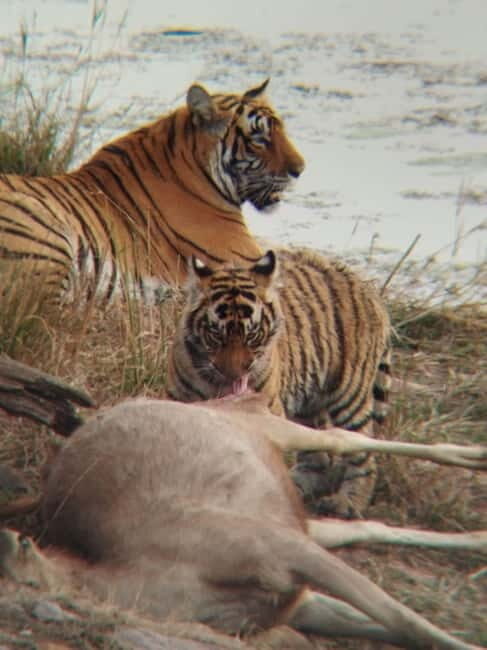 Rajasthan: Ranthambore National Park Safari - Pros and Cons Based on Reviews