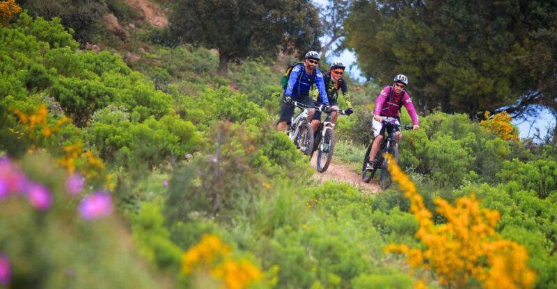 Ramatuelle: Tracks & Tasting Winery Tour by Mountain E-Bike - Visits to Private Wineries: Tasting the Essence of Provence