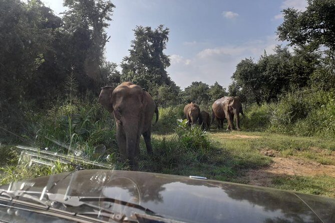 Rangiri Jeep Safari Sigiriya Lion Rock & Evening Jeep Safari - FAQ