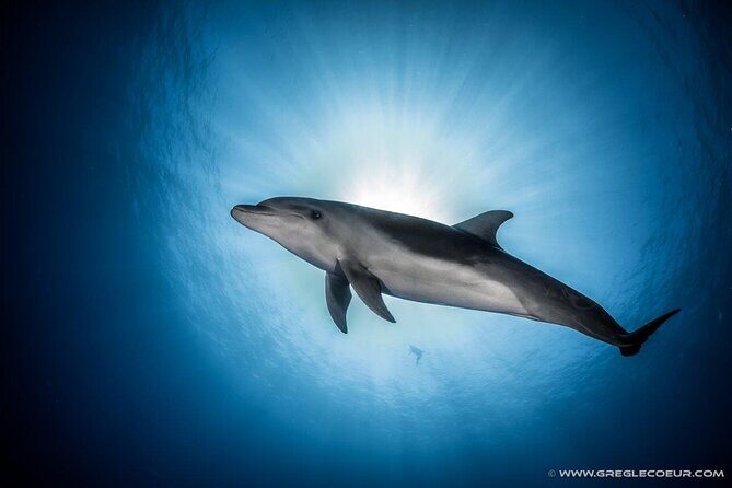 Rangiroa 2-tank Certified Scuba Dive - The Dive Experience: What to Expect