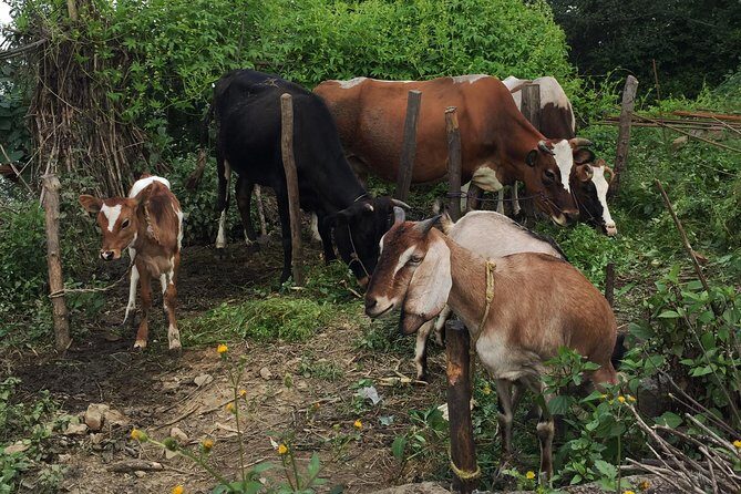 Ranikot Village Hiking in Kathmandu - FAQs