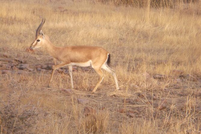 Ranthambhore National Park - Transportation & Comfort