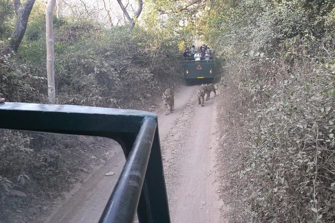 Ranthambhore National Park - Pricing and What’s Included