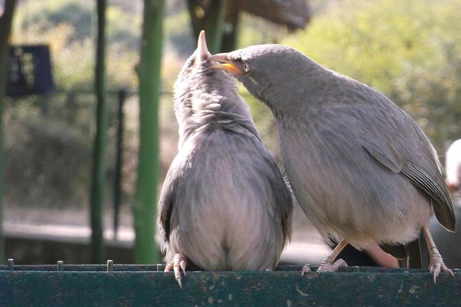 Ranthambhore National Park - The Sum Up: Who Will Benefit Most from This Tour?