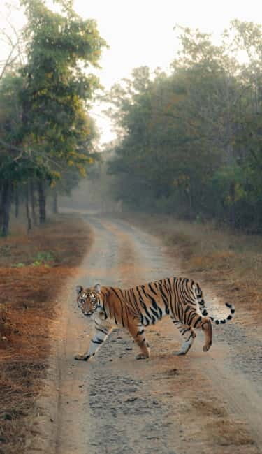 Ranthambhore: Ranthambhore Tiger Reserve Booking - The Pros and Cons of This Tour