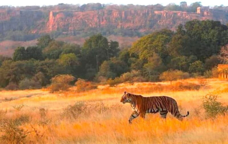 Ranthambhore: Ranthambhore Tiger Reserve Booking - Transport and Timing