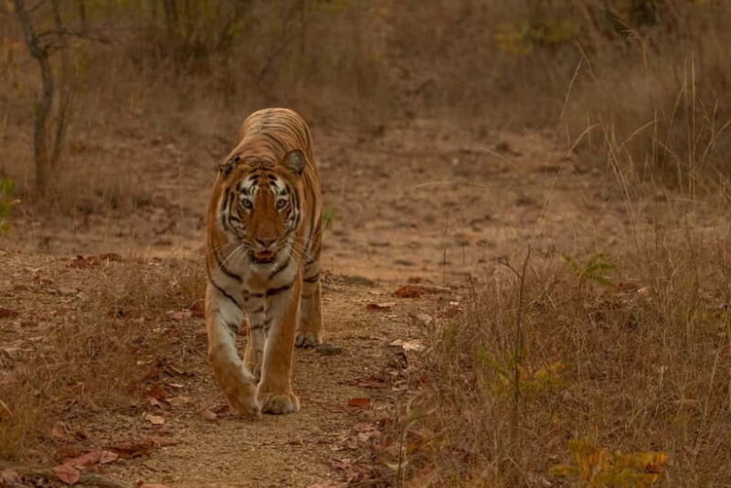 Ranthambhore: Ranthambhore Tiger Reserve Booking - FAQ