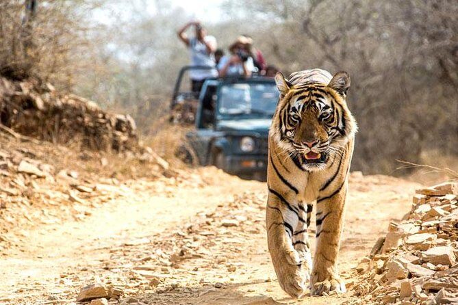 Ranthambhore Tiger Tour of Delhi, Agra, and Jaipur 5 Star Hotel - A Detailed Look at the Tour