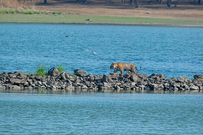 Ranthambore Day Trip from Jaipur with Jeep / Canter Safari - Why Take This Tour?
