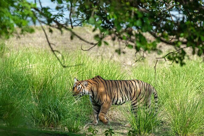 Ranthambore Day Trip from Jaipur with Jeep / Canter Safari - The Sum Up