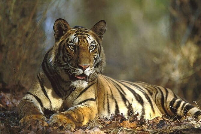 Ranthambore Day Trip from Jaipur with Tiger Safari - Key Points