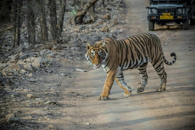 Ranthambore Day Trip from Jaipur with Tiger Safari - Overview of the Ranthambore Day Trip