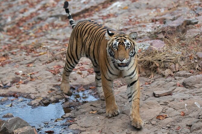 Ranthambore Day Trip from Jaipur with Tiger Safari - Who Would Enjoy This Tour?