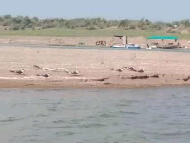 Ranthambore Gharial Sanctuary and Chambal Safari by boats. - Key Points