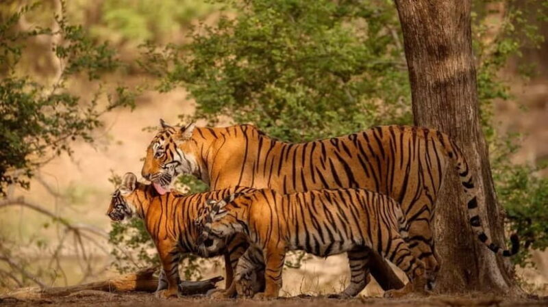 Ranthambore: Guided Safari Tour by Canter or Jeep - The Reality of the Experience: Pros and Cons
