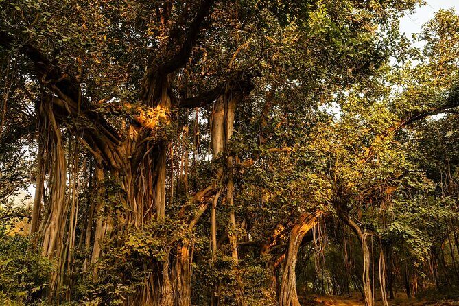 Ranthambore Jeep Safari - FAQ