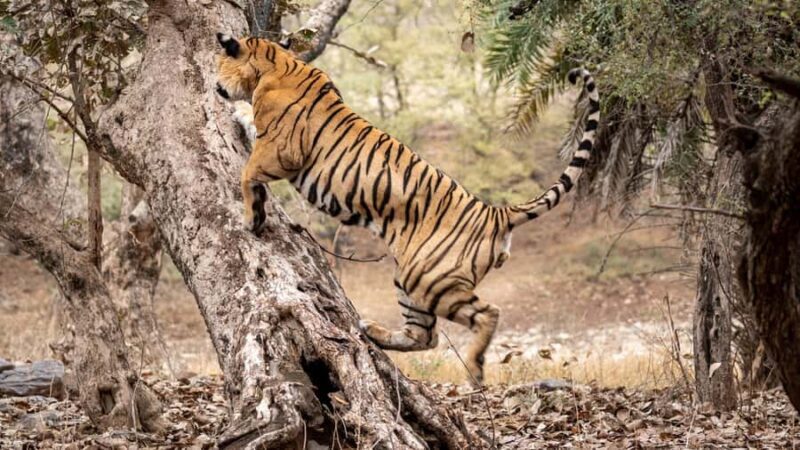 Ranthambore: Jeep Safari - Tiger Reserve & Wildlife Sights - Key Points