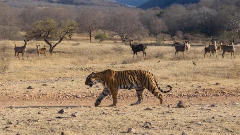 Ranthambore: Jeep Safari - Tiger Reserve & Wildlife Sights - The Basics of the Safari Experience