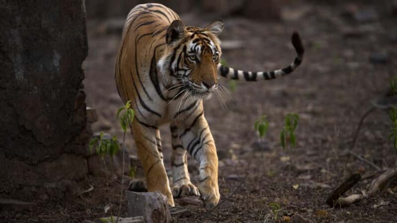 Ranthambore: Jeep Safari - Tiger Reserve & Wildlife Sights - Wildlife & Landscape Highlights