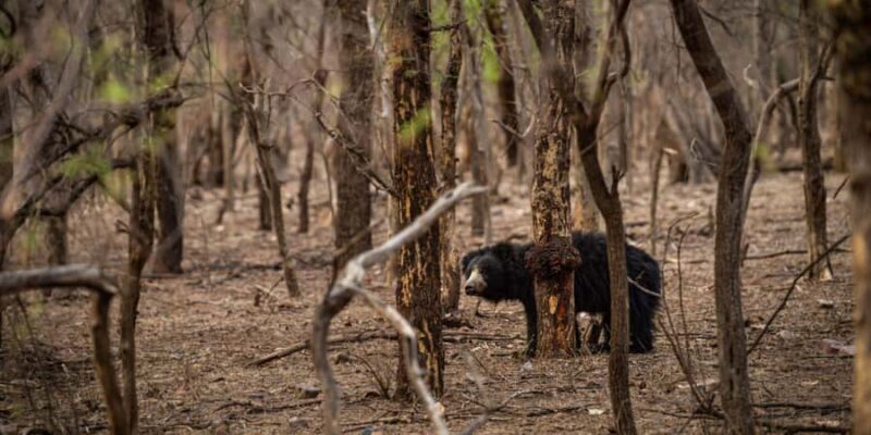Ranthambore: Jeep Safari - Tiger Reserve & Wildlife Sights - Practical Tips for Your Safari
