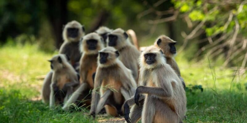 Ranthambore: Jeep Safari - Tiger Reserve & Wildlife Sights - Who Should Consider This Tour?