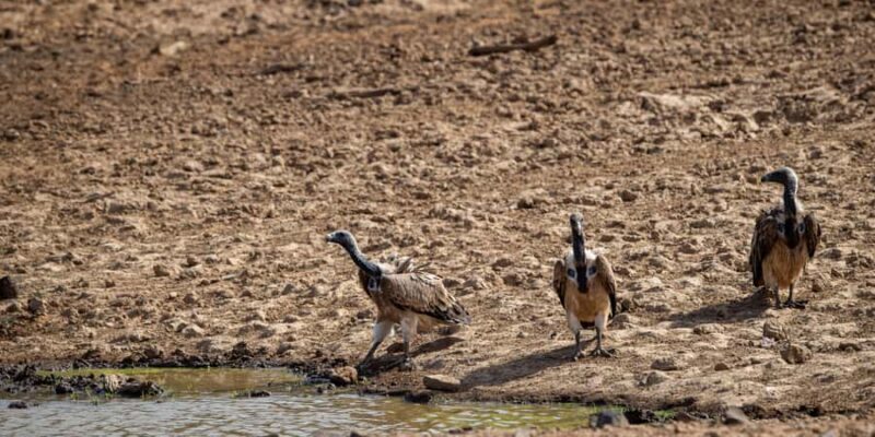 Ranthambore: Jeep Safari - Tiger Reserve & Wildlife Sights - FAQs