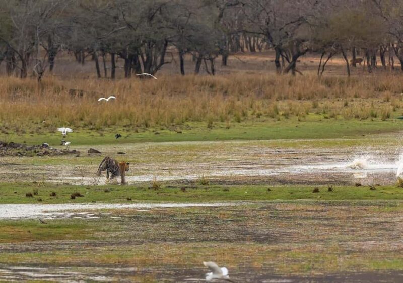 Ranthambore Jungle Safari : Sharing Safari for prime zones - An In-Depth Look at Ranthambore Jungle Safari