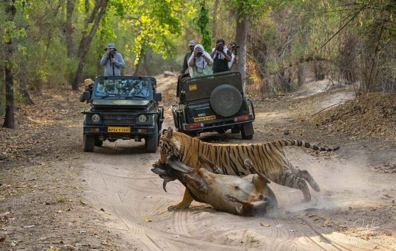 Ranthambore Jungle Safari : Sharing Safari for prime zones - FAQ