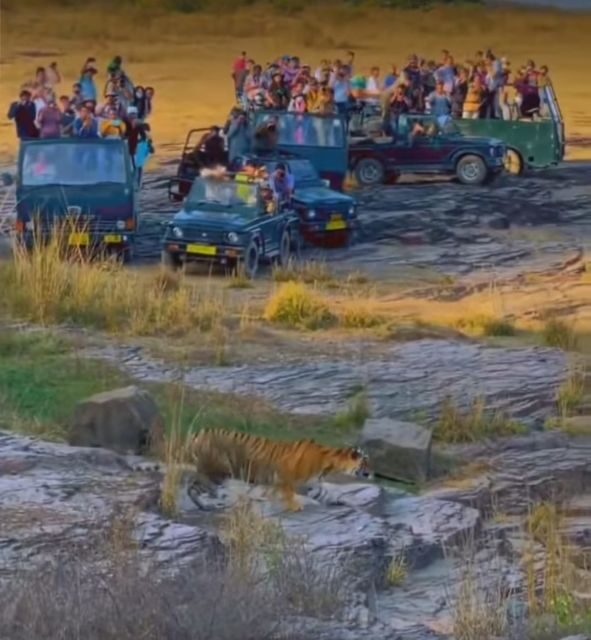 Ranthambore Jungle Safari Trip from Jaipur by Car and Ticket - Key Points