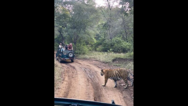 Ranthambore Jungle Safari Trip from Jaipur by Car and Ticket - A Day in the Life of a Ranthambore Safari Traveler
