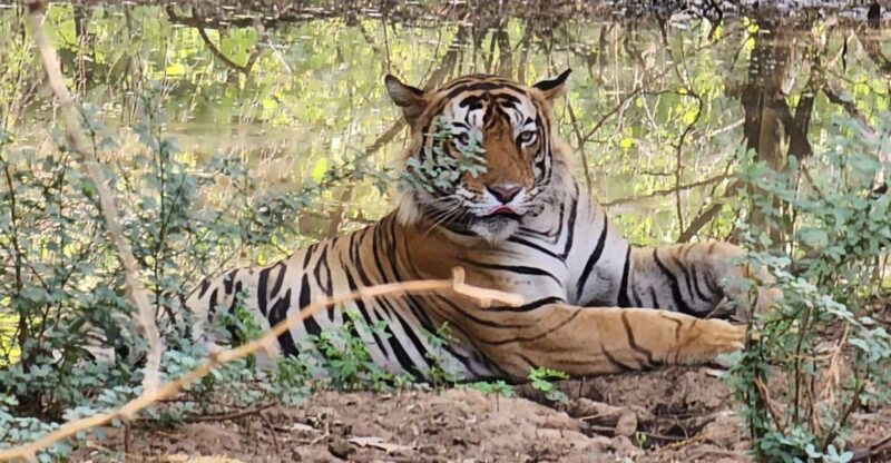 Ranthambore Jungle Safari Trip from Jaipur by Car and Ticket - FAQ