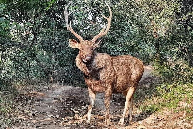 RANTHAMBORE NATIONAL PARK (3 Nights /4 Days) - Why Choose a Multi-Day Safari?