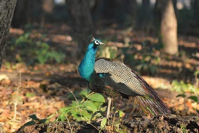 RANTHAMBORE NATIONAL PARK (3 Nights /4 Days) - Comfortable Accommodation & Cultural Stops