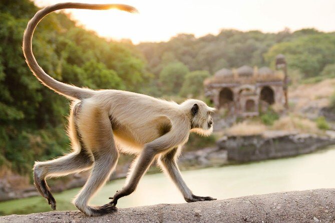 RANTHAMBORE NATIONAL PARK (3 Nights /4 Days) - Authentic Feedback & Real Experiences