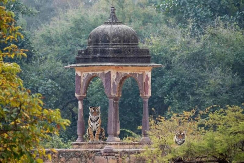 Ranthambore National Park: Canter Safari Ticket with Pickup - Exploring Ranthambore National Park: Canter Safari Ticket with Pickup