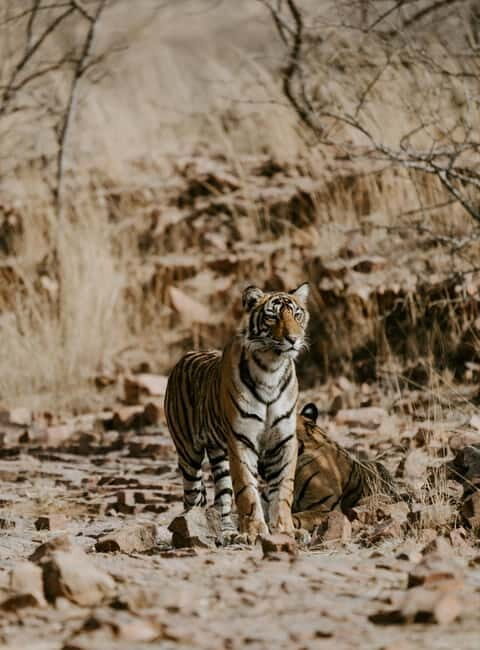 Ranthambore: National Park Guided Jeep or canter Safari - Key Points: