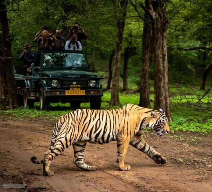 Ranthambore National Park: Jeep or Canter Safari - Introduction