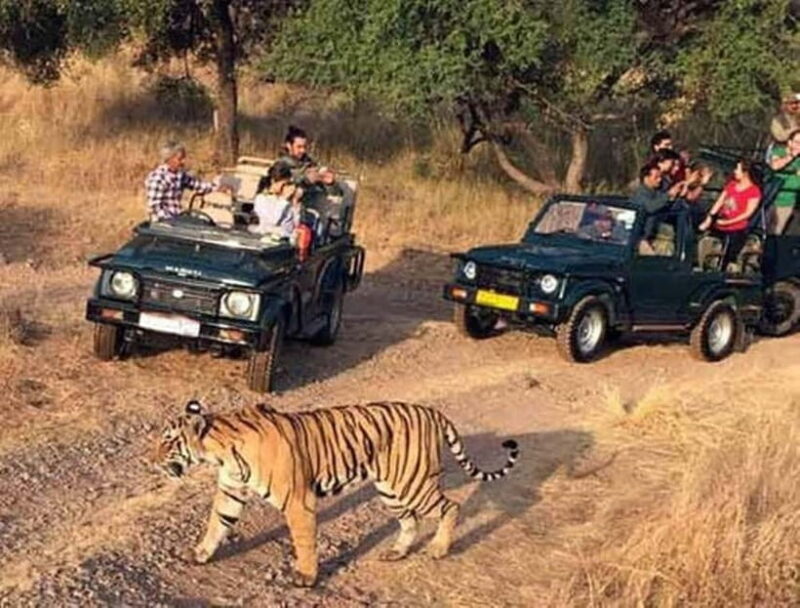 Ranthambore National Park: Jeep Safari from Sawai Madhopur - Key Points