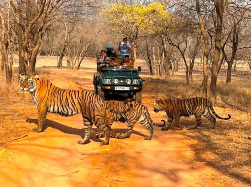 Ranthambore National Park: Jeep Safari from Sawai Madhopur - An Authentic Safari Experience in Rajasthan