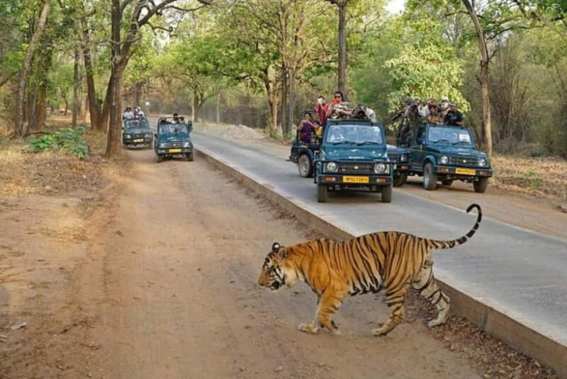 Ranthambore National Park: Jeep Safari from Sawai Madhopur - The Morning and Afternoon Safaris